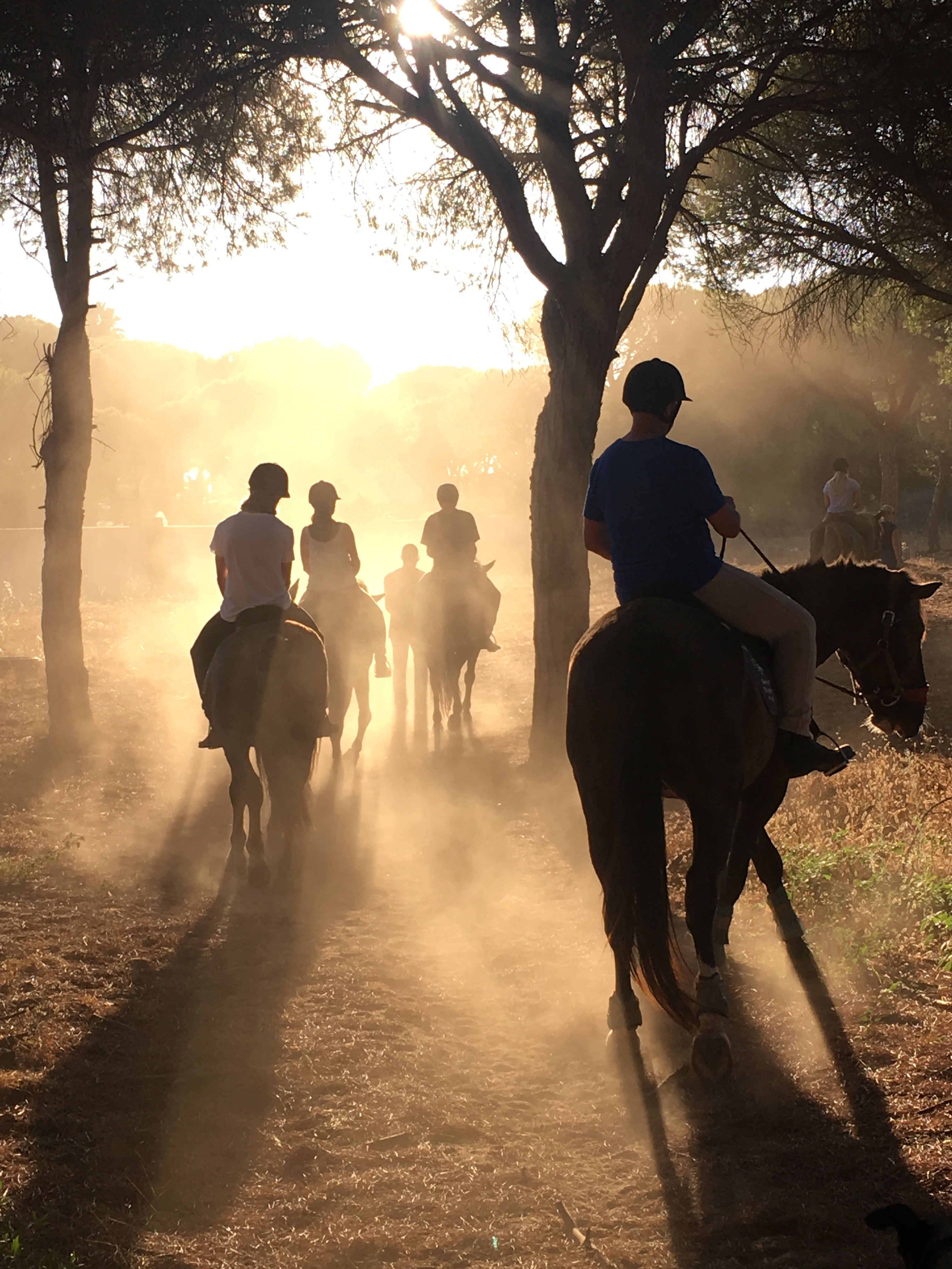 Pinetrees Riding Centre | RIDING OUT | Pinetrees Riding Centre